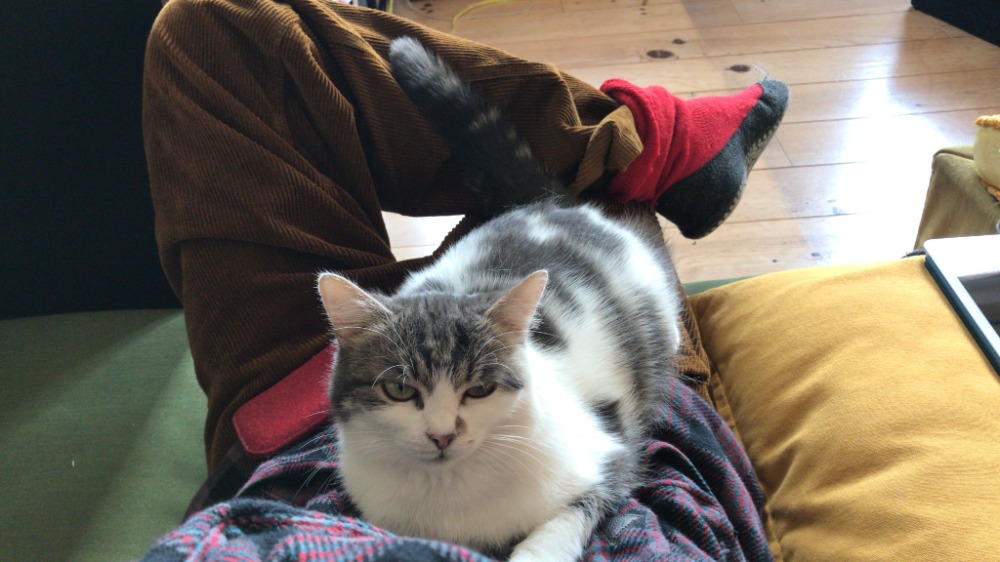 Profil de Suki | CatRescue