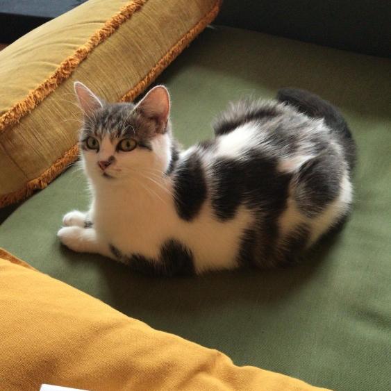 Accueil | CatRescue