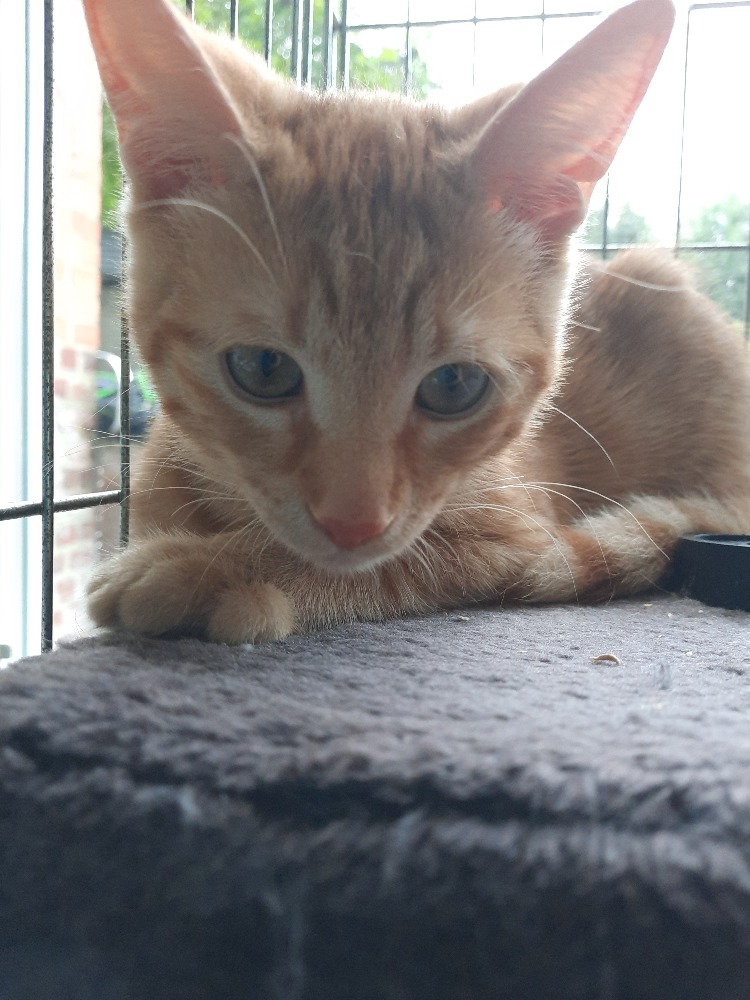 Profil de Tamino/Thanos | CatRescue