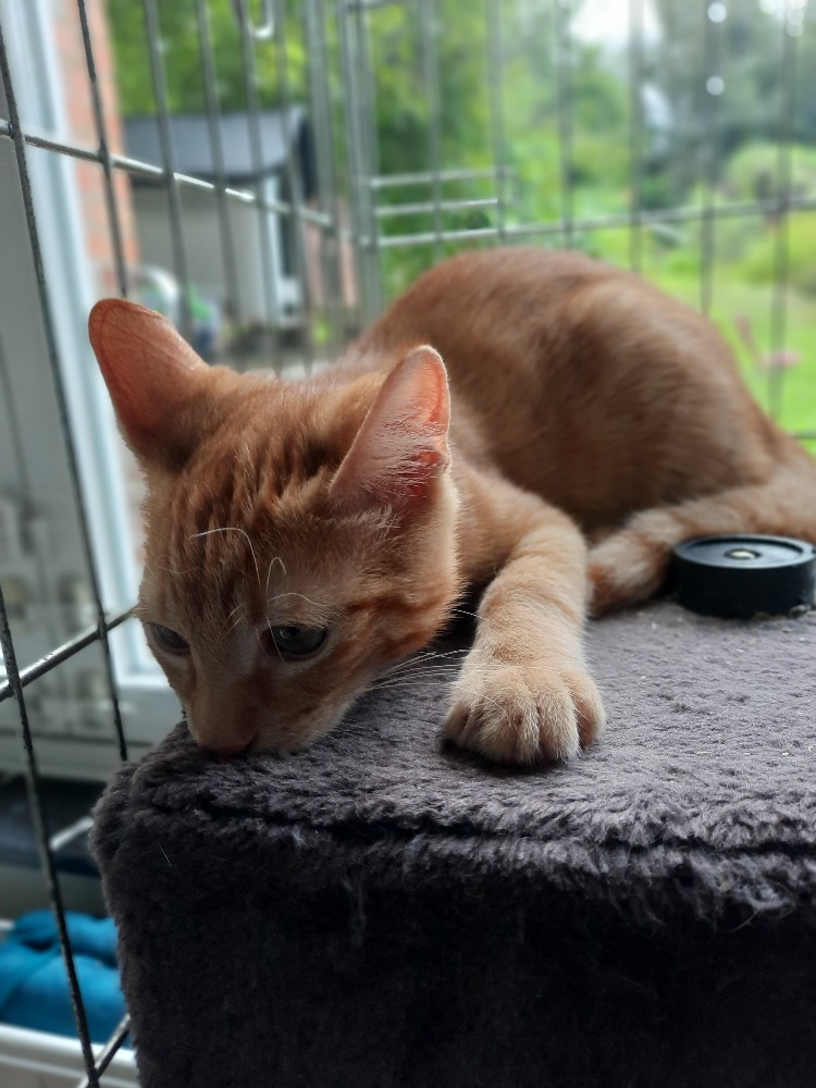 Profil de Tamino/Thanos | CatRescue