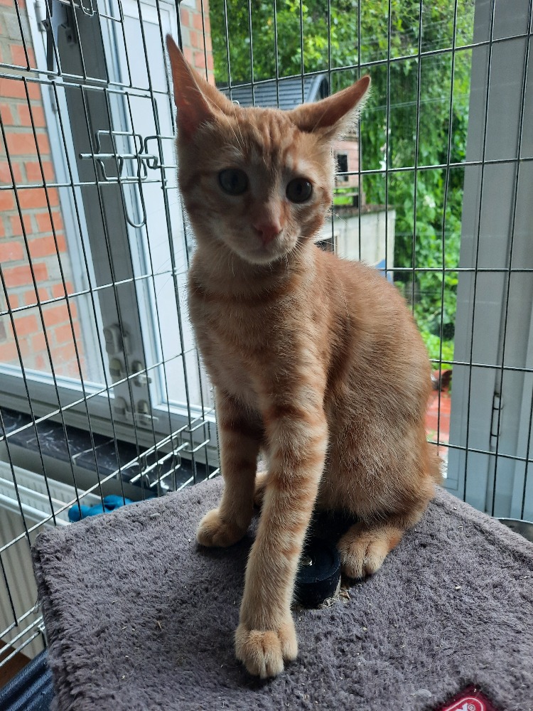 Profil de Tamino/Thanos | CatRescue