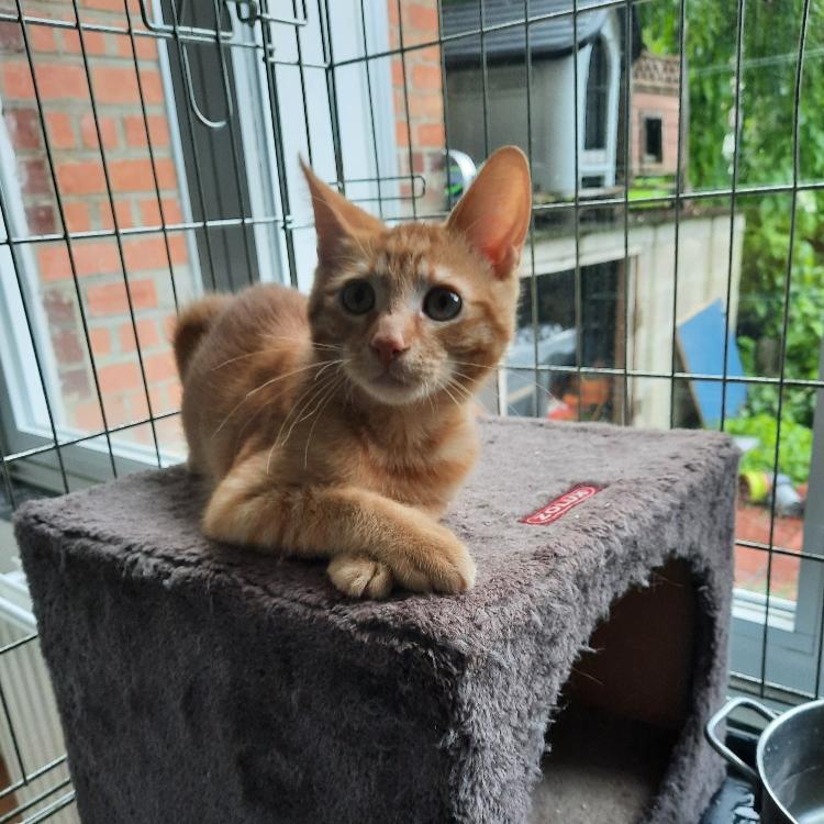 Profil de Tamino/Thanos | CatRescue